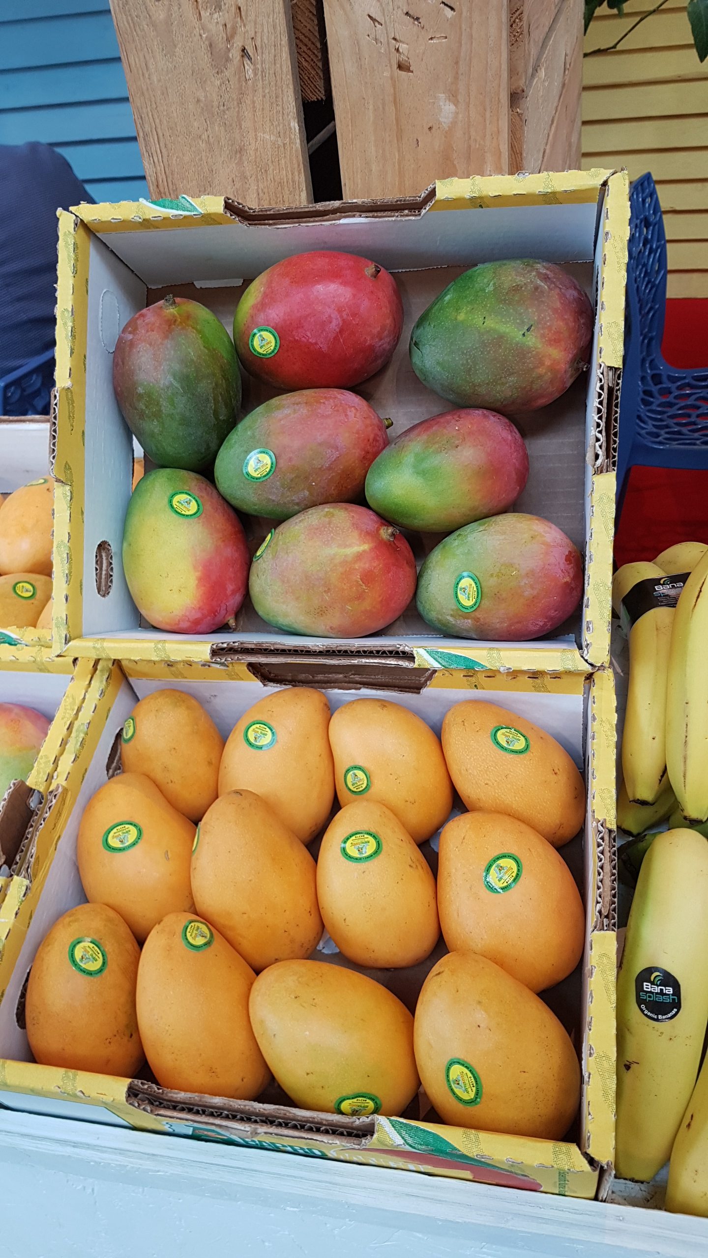 Mango market study for European market - Q-Point